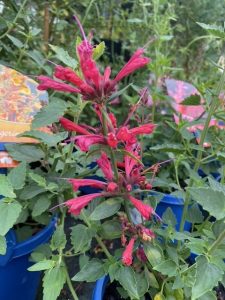 AGASTACHE RASPBERRY 140MM | The Garden Feast
