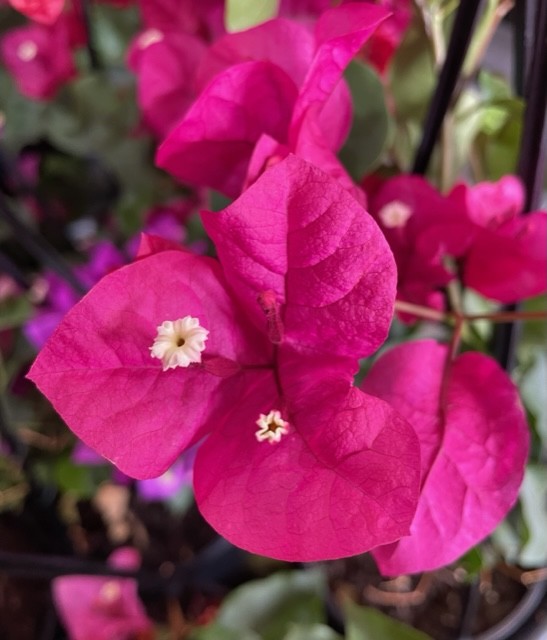BOUGANVILLEA PINK 170MM | The Garden Feast