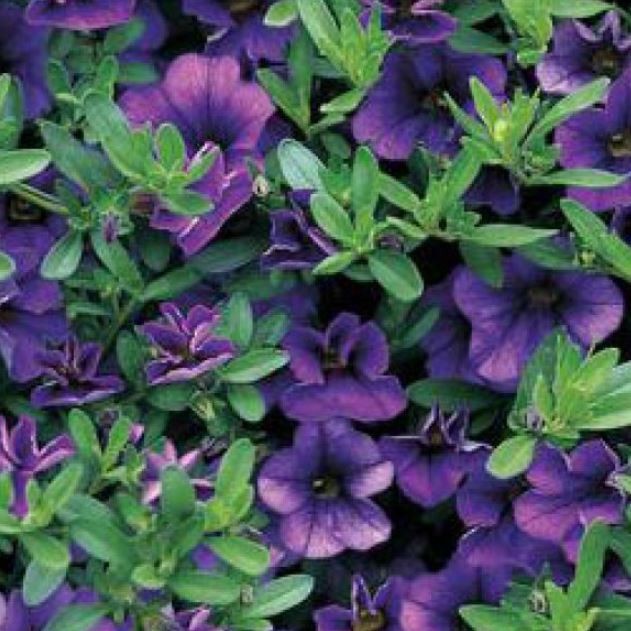 EASY COLOUR CALIBRACHOA DARK BLUE | Garden Feast