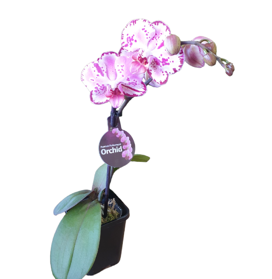 ORCHID PHALAENOPSIS MINI HARLEQUIN 85MM | The Garden Feast