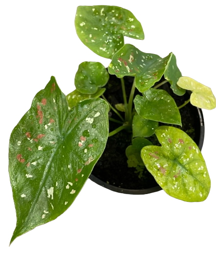 CALADIUM FLORIDA CLOWN 150MM | The Garden Feast