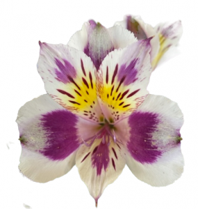 ALSTROEMERIA INCA MAGIC 140MM | The Garden Feast