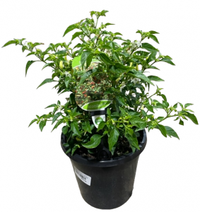 CHILLI BASKET OF FIRE 200MM | The Garden Feast