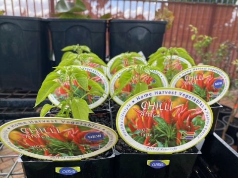CHILLI AFRICA 125MM | The Garden Feast