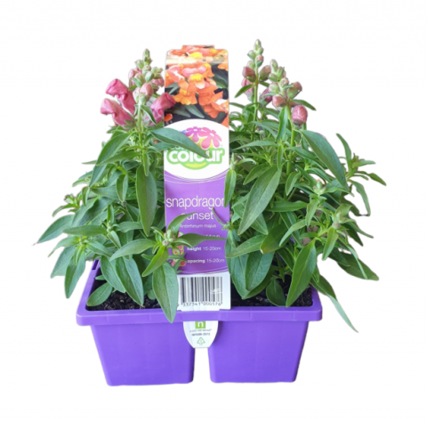 EASY COLOUR SNAPDRAGON SUNSET 4 CELL | The Garden Feast