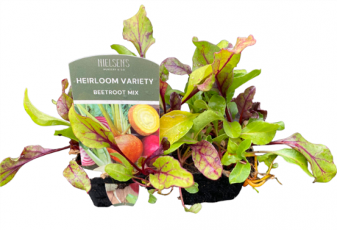 BEETROOT MIX HEIRLOOM | The Garden Feast