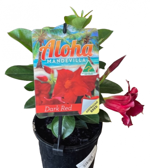 MANDEVILLA ALOHA DARK RED 150MM | The Garden Feast