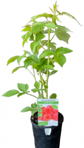 RASPBERRY HERITAGE 140MM | The Garden Feast