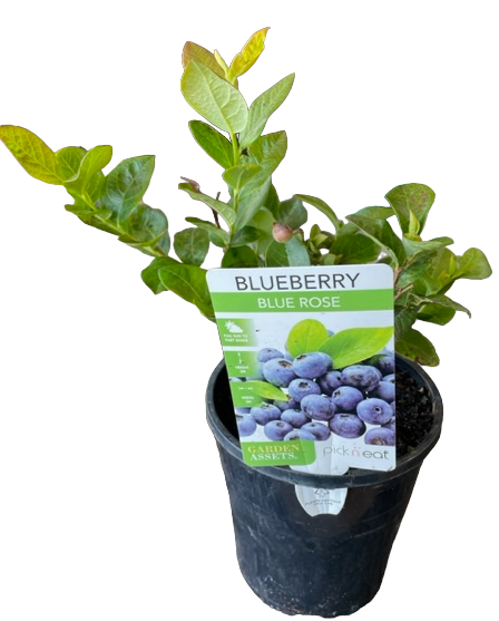 Blueberry Blue Rose 150mm | The Garden Feast