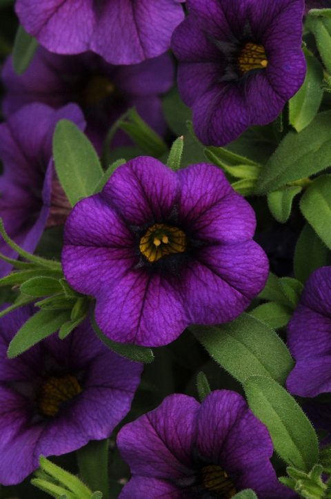 Calibrachoa Minifamous Dark Blue 150mm | The Garden Feast
