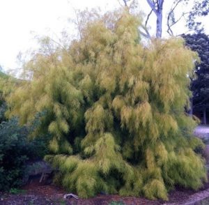 ACACIA LIME MAGIK 140MM | The Garden Feast