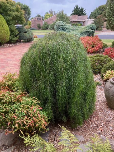 ACACIA WATERFALL 400MM | The Garden Feast