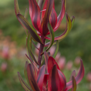 LEUCADENDRON BURGUNDY BLAZE 200MM | The Garden Feast