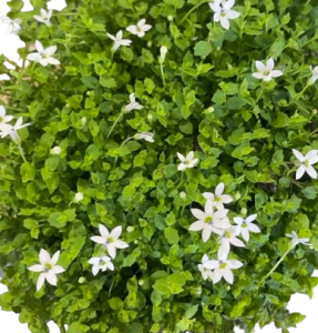 PRATIA PEDUNCULATA 140mm | The Garden Feast