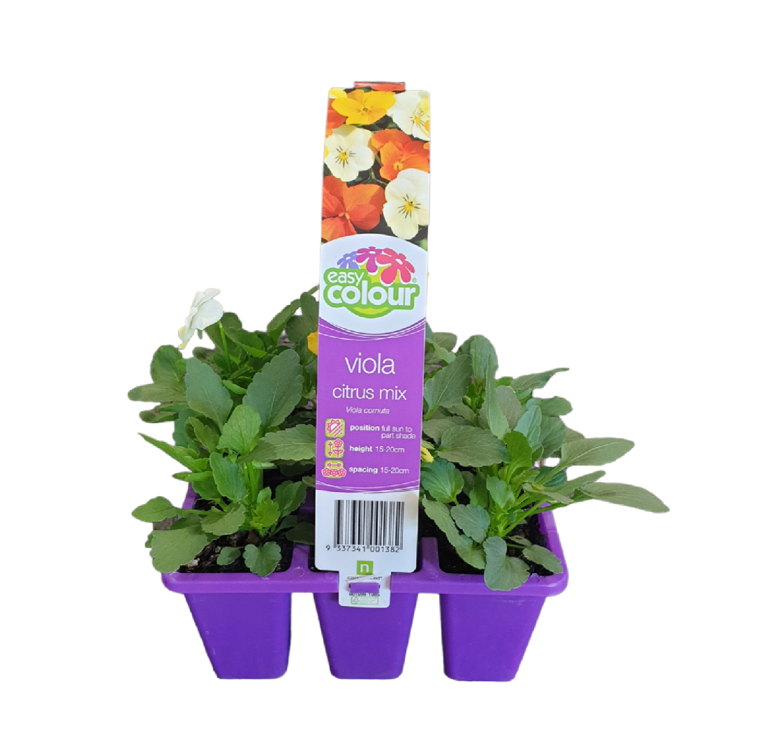 EASY COLOUR VIOLA CITRUS MIX 6 CELL | Garden Feast