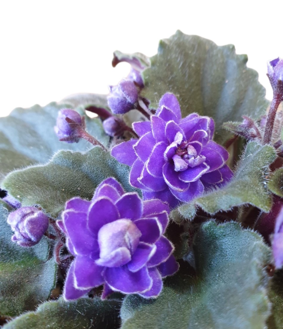 African Violet Blue Double 120mm | Garden Feast