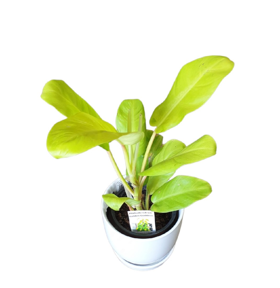 Philodendron Golden Goddess 120mm | The Garden Feast