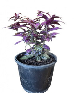 Strobilanthes Dyerianus Persian Shield 200mm | The Garden Feast