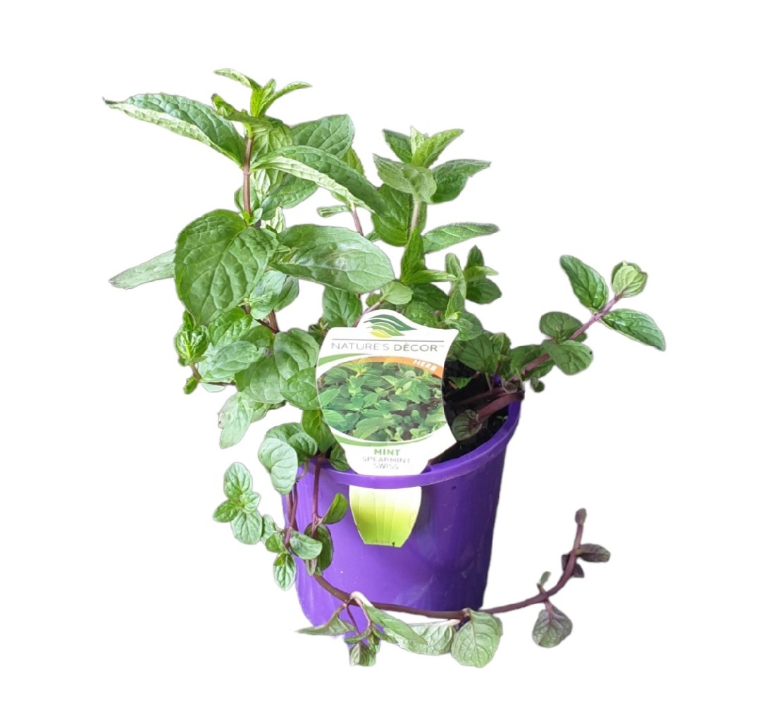 Swiss Spearmint 100mm | The Garden Feast