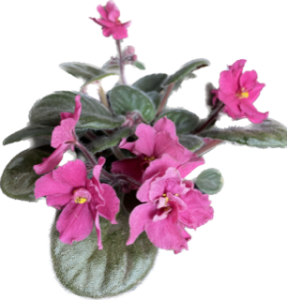 African Violet Double Dark Pink 120mm | The Garden Feast