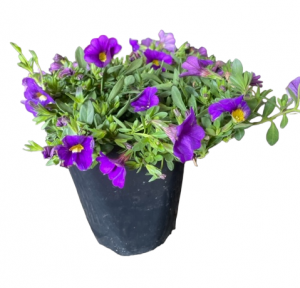 Calibrachoa Purple 150mm | The Garden Feast