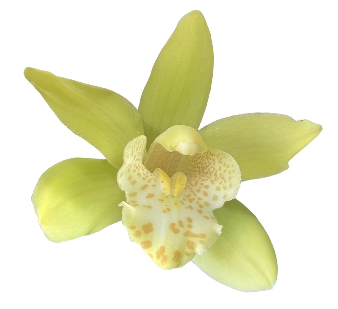 Orchid Cymbidium 16 Lemon | The Garden Feast