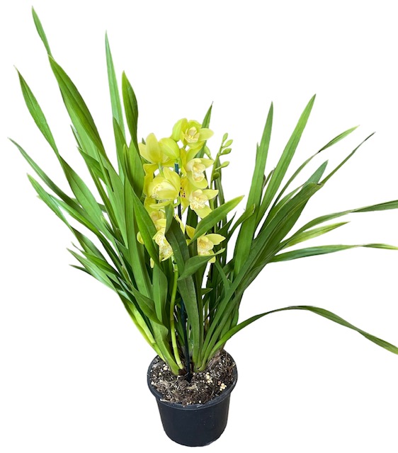 Orchid Cymbidium 16 Lemon | The Garden Feast