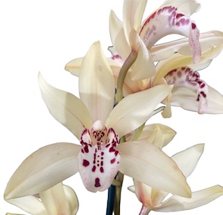 Orchid Cymbidium 12 Lemon | The Garden Feast