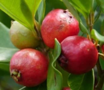 PSIDIUM CATTLEIANUM STRAWBERRY GUAVA 140MM | The Garden Feast