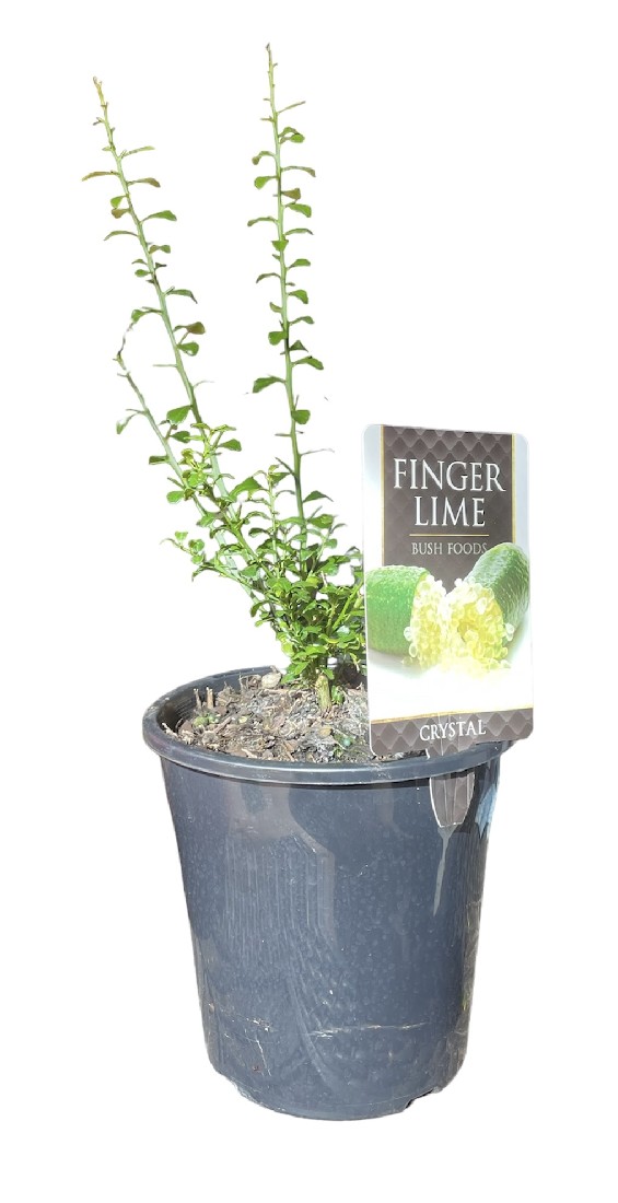 MICROCITRUS FINGER LIME LIME CRYSTAL 180MM | The Garden Feast