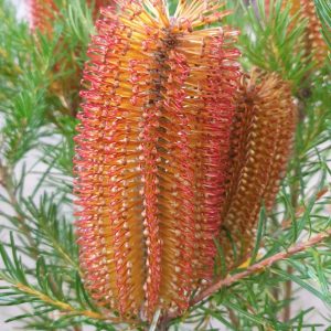 Natives | Garden Feast