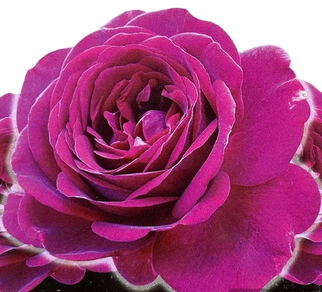 Rose Twilight Zone 3ft Std | The Garden Feast