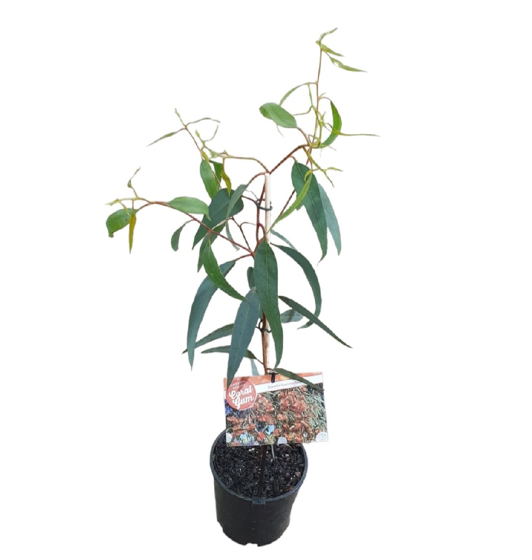Eucalyptus torquata 140mm | The Garden Feast
