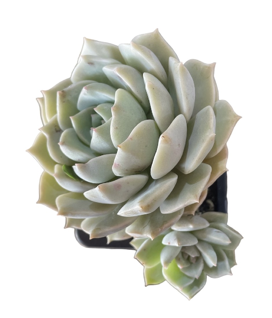 Graptoveria Titubans 75mm | The Garden Feast
