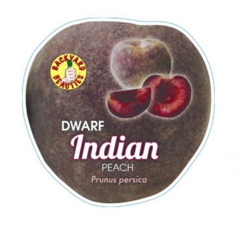 Peach Indian Dwarf 250mm | The Garden Feast