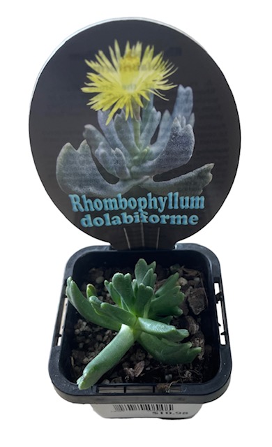 LIVING STONE RHOMBOPHYLLUM DOLABIFORME 7CM | The Garden Feast