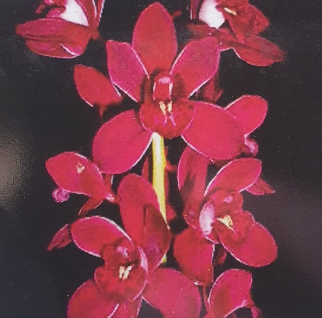 Orchid Cymbidium Ruby Eyes ‘Tetra Baron’ NDM11 7cm | The Garden Feast