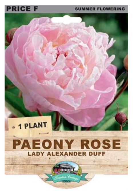 Paeony Rose Lady Alexander Duff | The Garden Feast