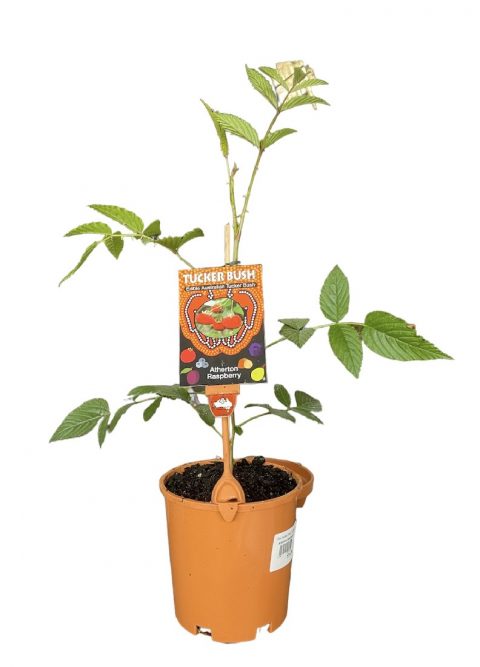 Rubus Probus Atherton Raspberry 140mm | The Garden Feast