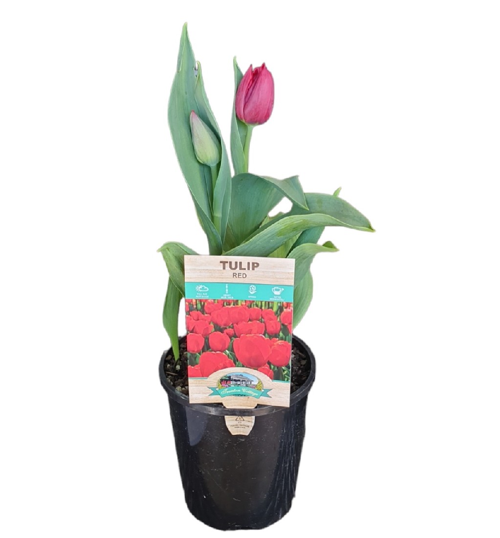Tulip Red 140mm | The Garden Feast