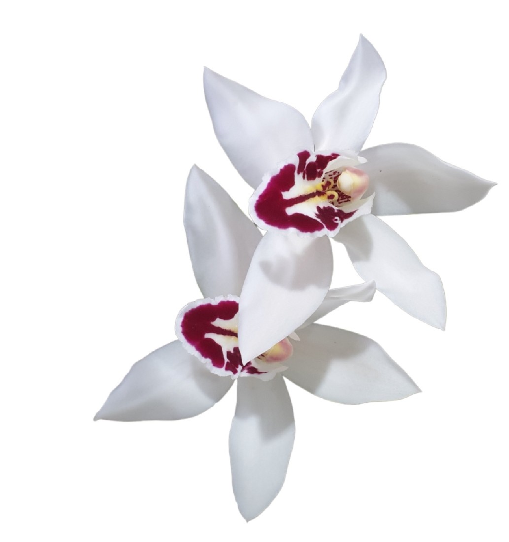 Orchid Cymbidium 16 White | The Garden Feast