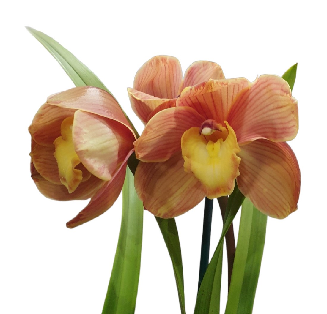 Orchid Cymbidium 12 Copper Big | The Garden Feast