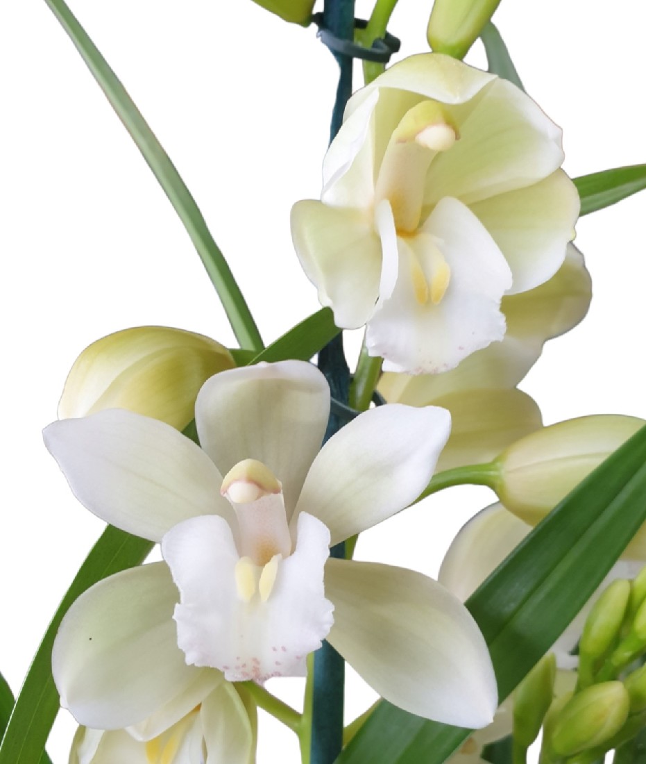 Orchid Cymbidium 14 Cream Lemon | The Garden Feast