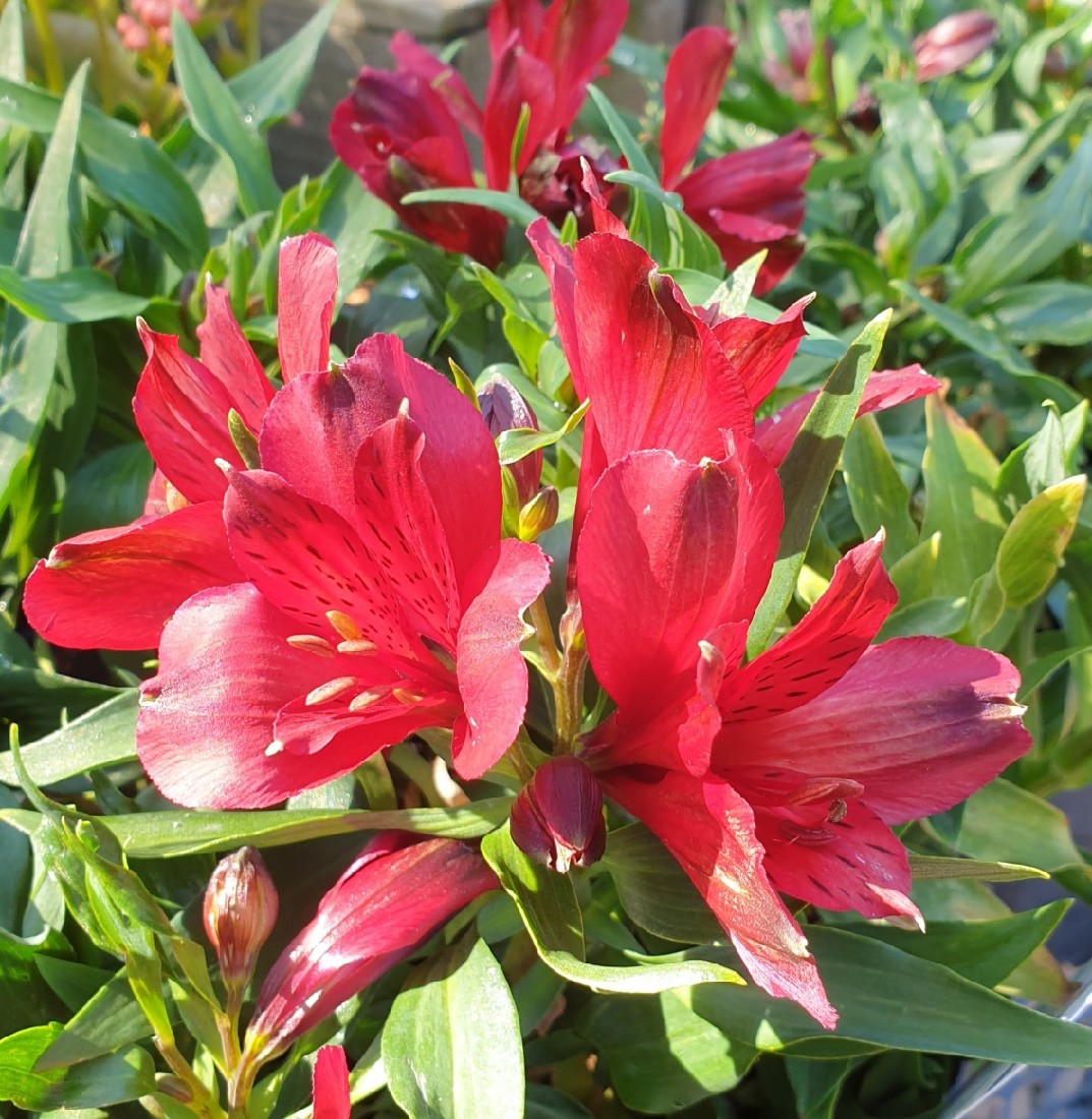 Alstroemeria Fire 200mm | The Garden Feast