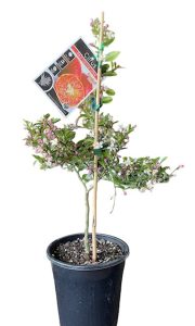 Finger Lime Red Centre Lime Australian Blood 180mm | The Garden Feast