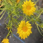 Plants | The Garden Feast