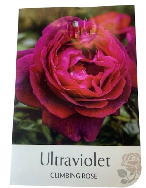 Rose Ultraviolet 200mm | The Garden Feast