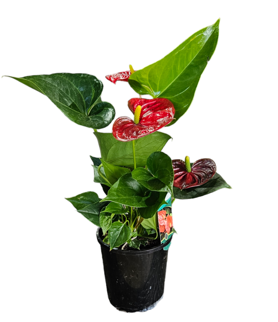 Anthurium Red 140mm | The Garden Feast