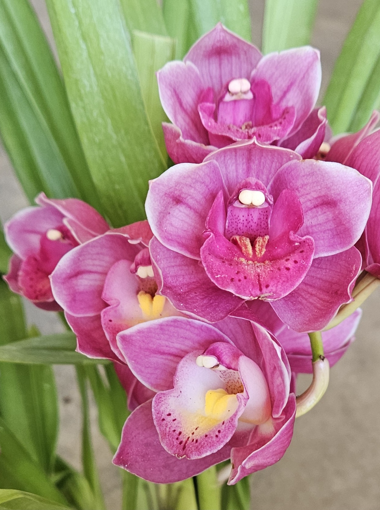 Orchid Cymbidium Valley Olympic ‘Pink Perfaction’ 2 Spikes | The Garden ...
