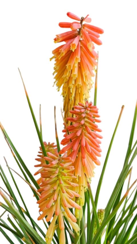 Kniphofia Rocket Jnr. 200 mm | The Garden Feast